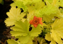 stauder GHI - Thyboesminde Stauder