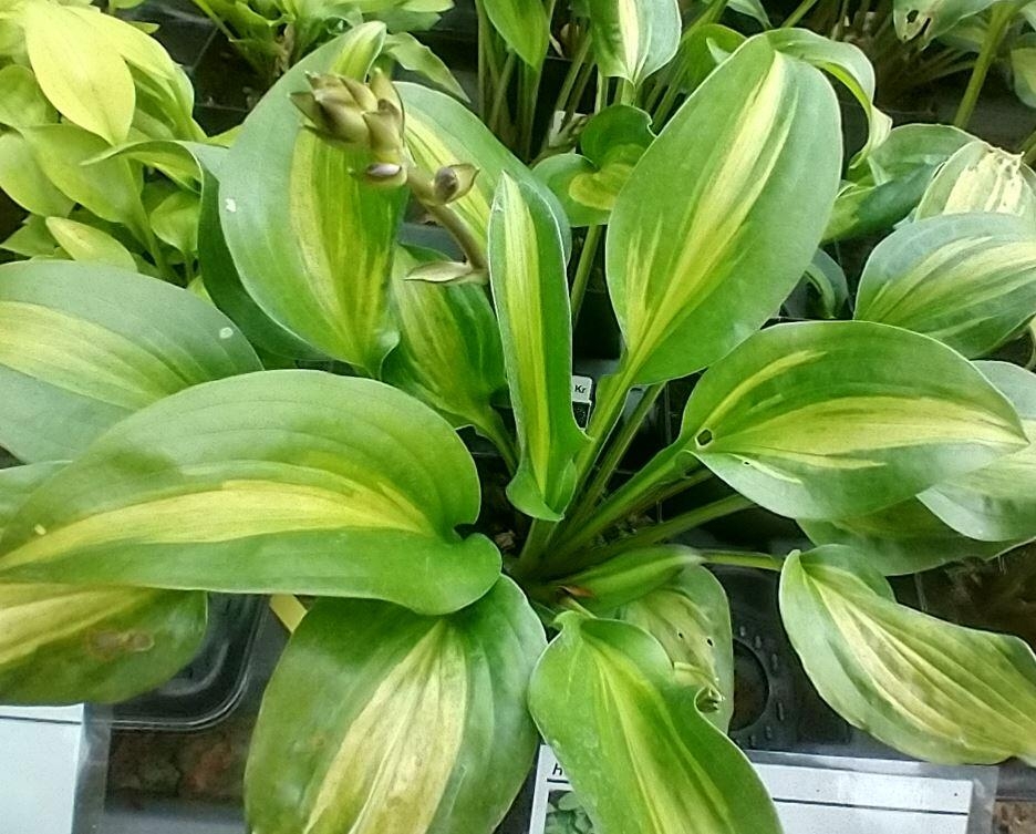 Hosta 'Geisha' - Thyboesminde Stauder