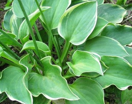 Hosta 'Abby' - Thyboesminde Stauder
