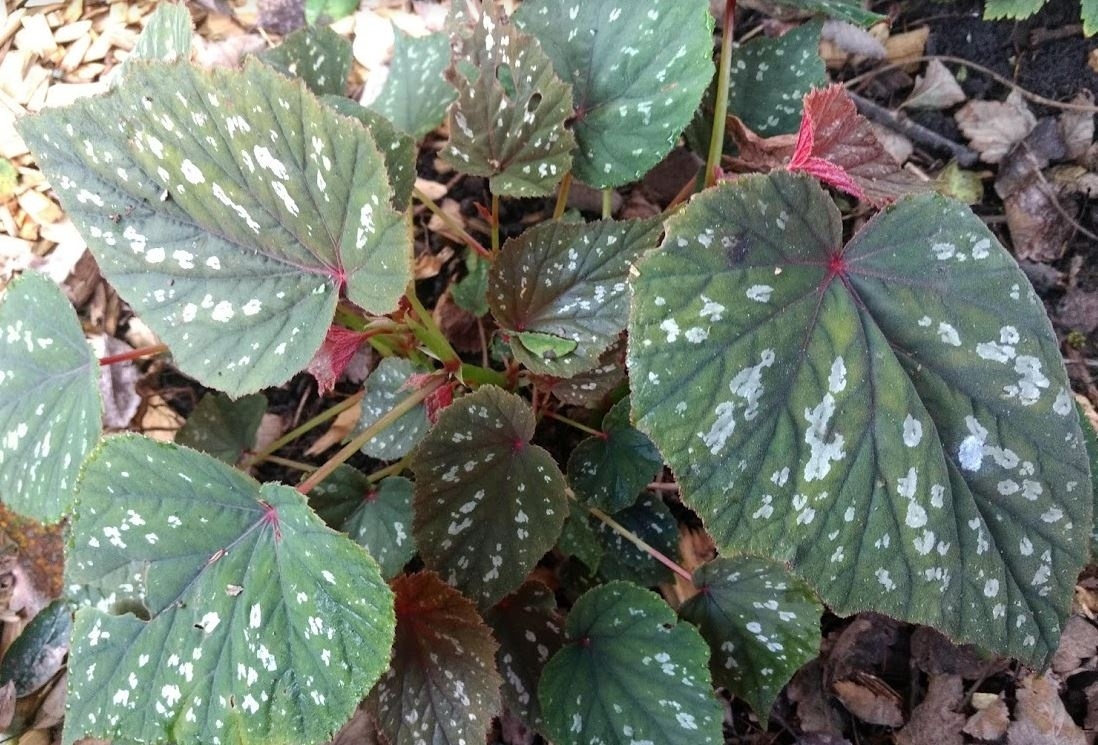 Begonia grandis 'Sparkle and Shine' - Thyboesminde Stauder