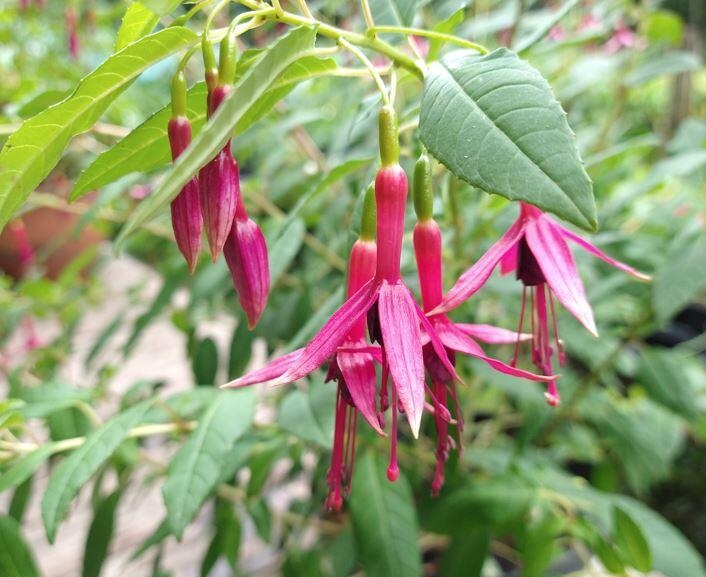 Fuchsia 'Whiteknights Amethyst' - Thyboesminde Stauder