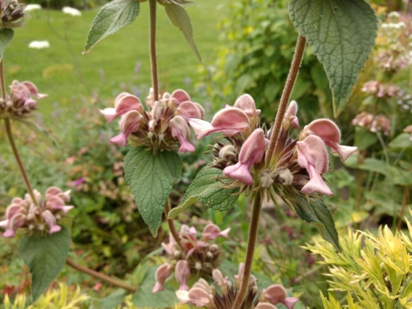 Phlomis samia - Thyboesminde Stauder